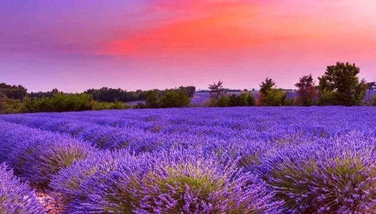 Significado del Color Morado: Femenino, Cultura y Psicología