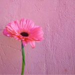 Significado del Color Rosa: Cultura pop, Psicología y Emociones